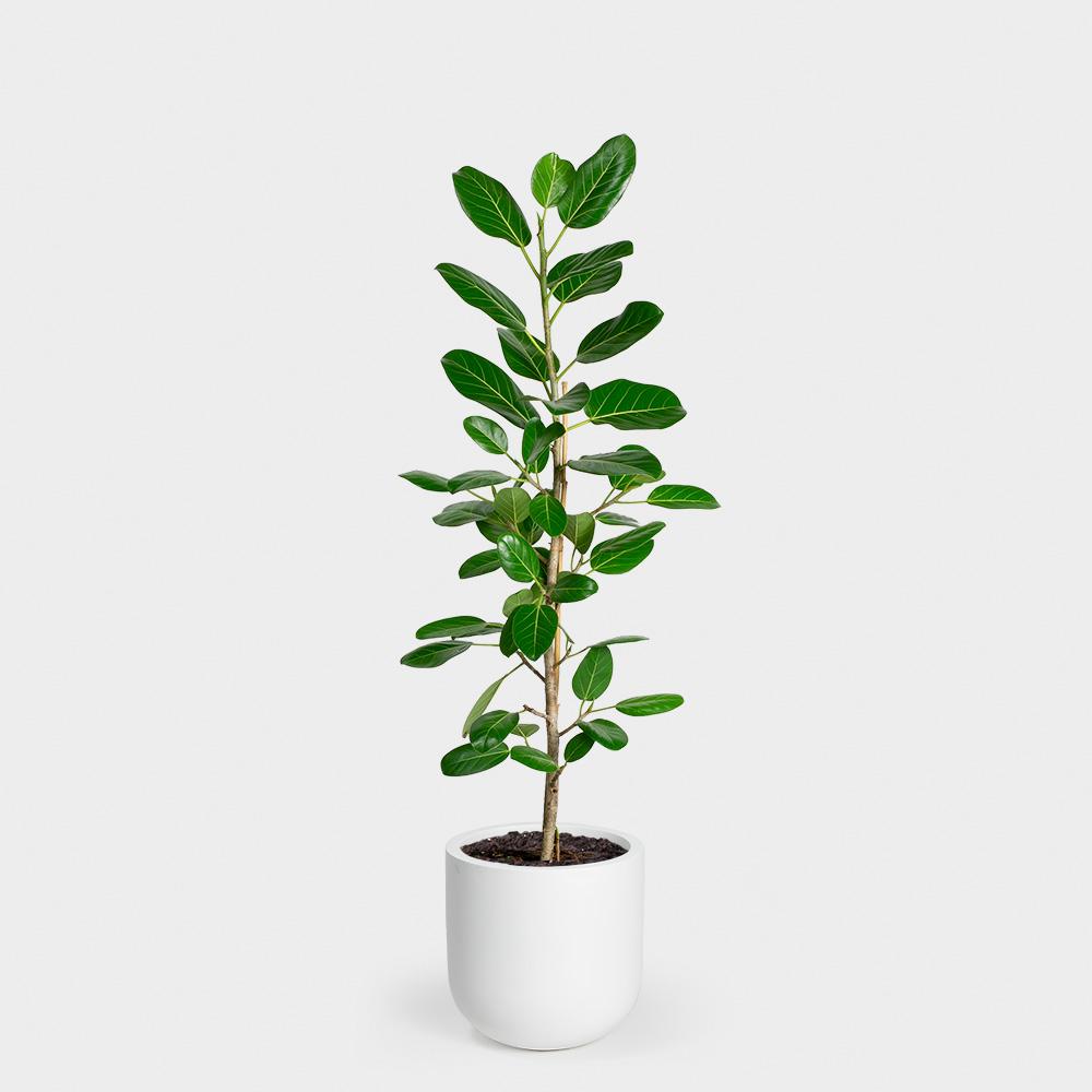 Ficus Audrey 300mm – Verge Landscapes
