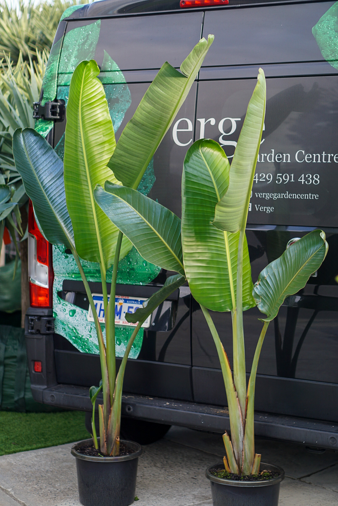 Plant Supply + Delivery – Verge Landscapes